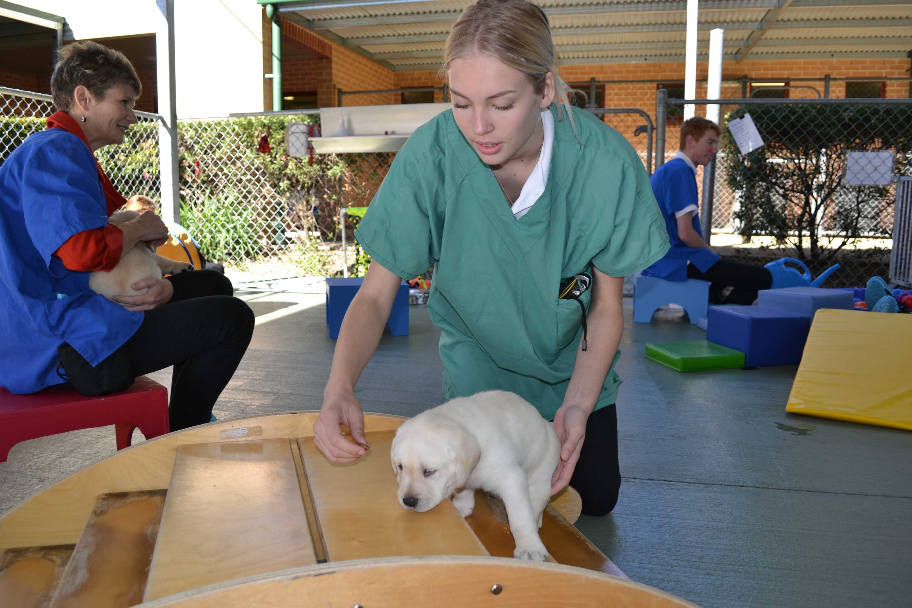 Guide dog puppies prepared for training by high school students in ...