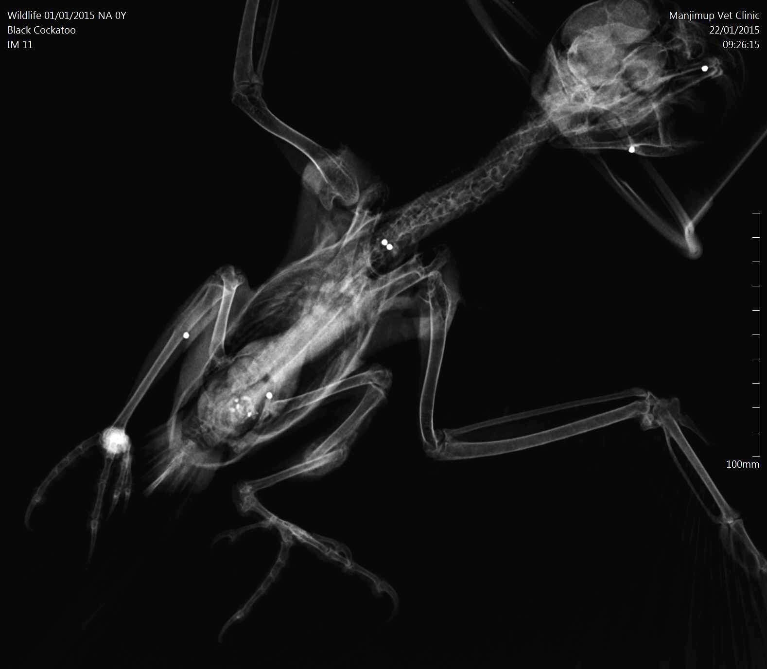 Endangered Baudin's cockatoo shot in WA's South West - ABC News