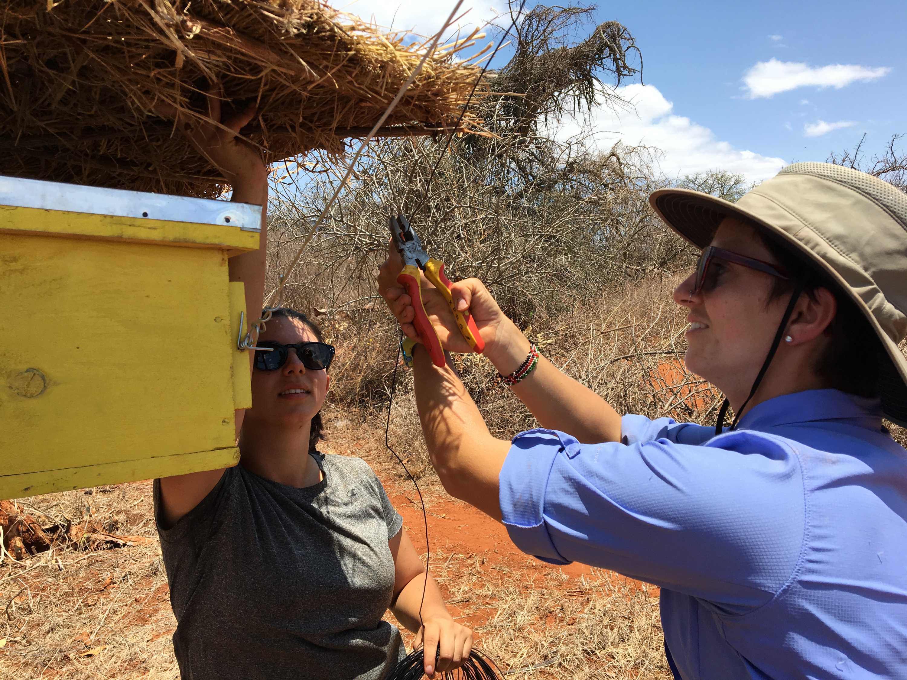 Kenyan farmers using honey bees to protect crops from elephants - ABC News