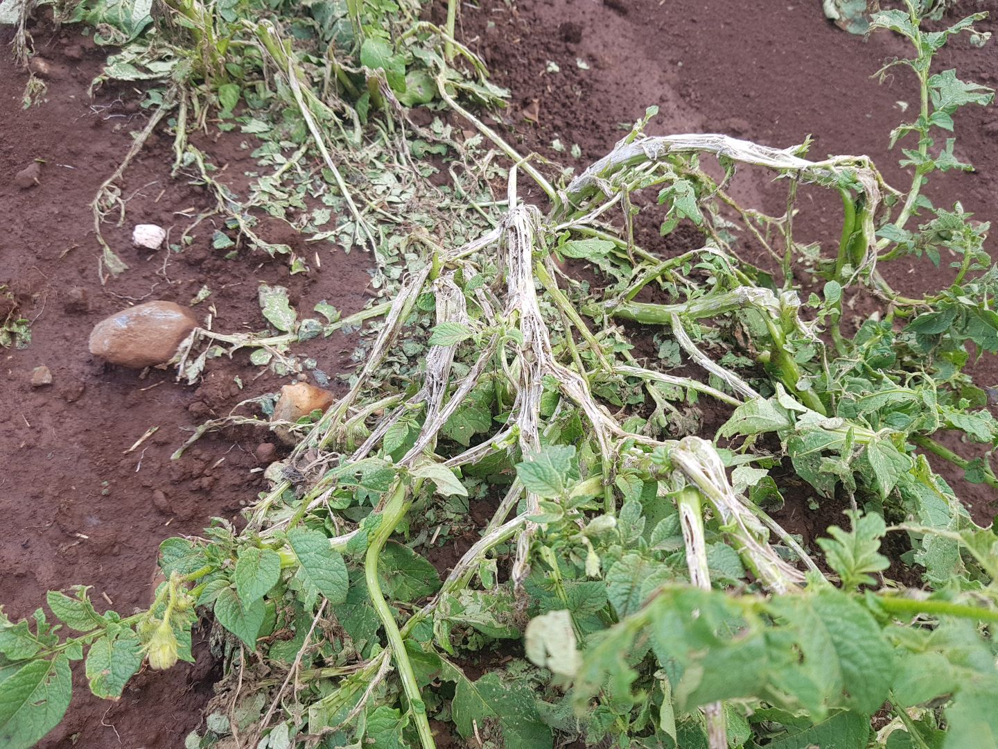 More than 90 per cent of Ballarat's potato crops damaged by extreme ...