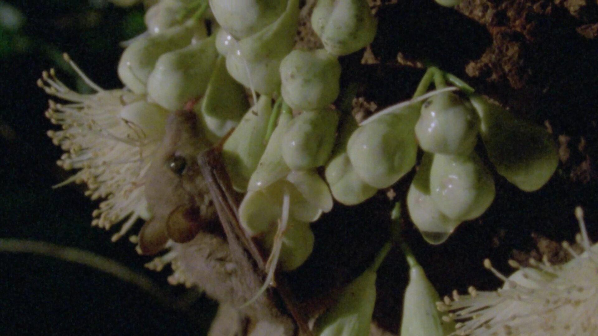 Plant night-flowering plants to feed nocturnal pollinators - ABC News