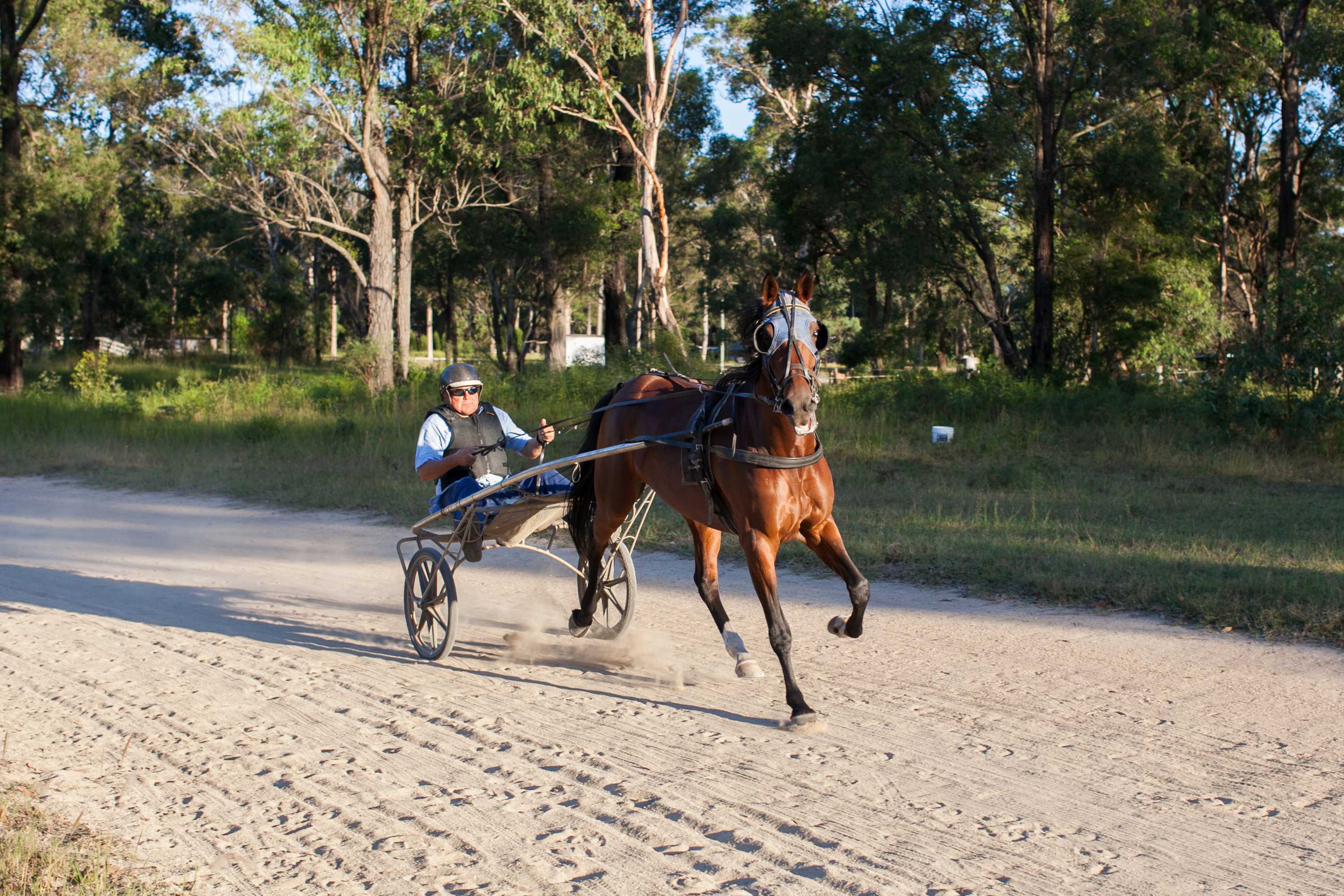 Harness Racing Australia to ban use of whips over animal welfare ...