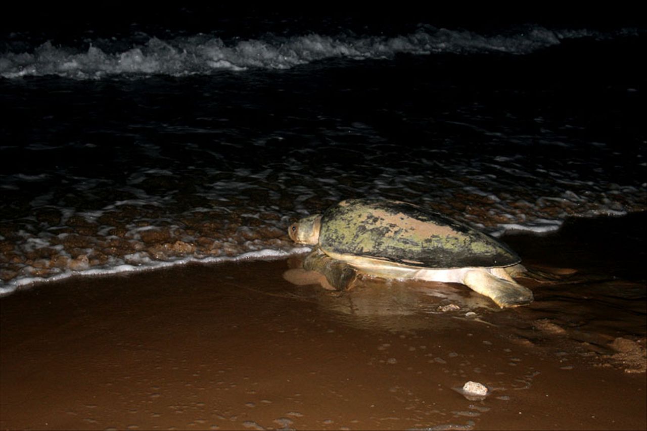 Tagging sea turtles in the Gulf of Carpentaria - ABC News
