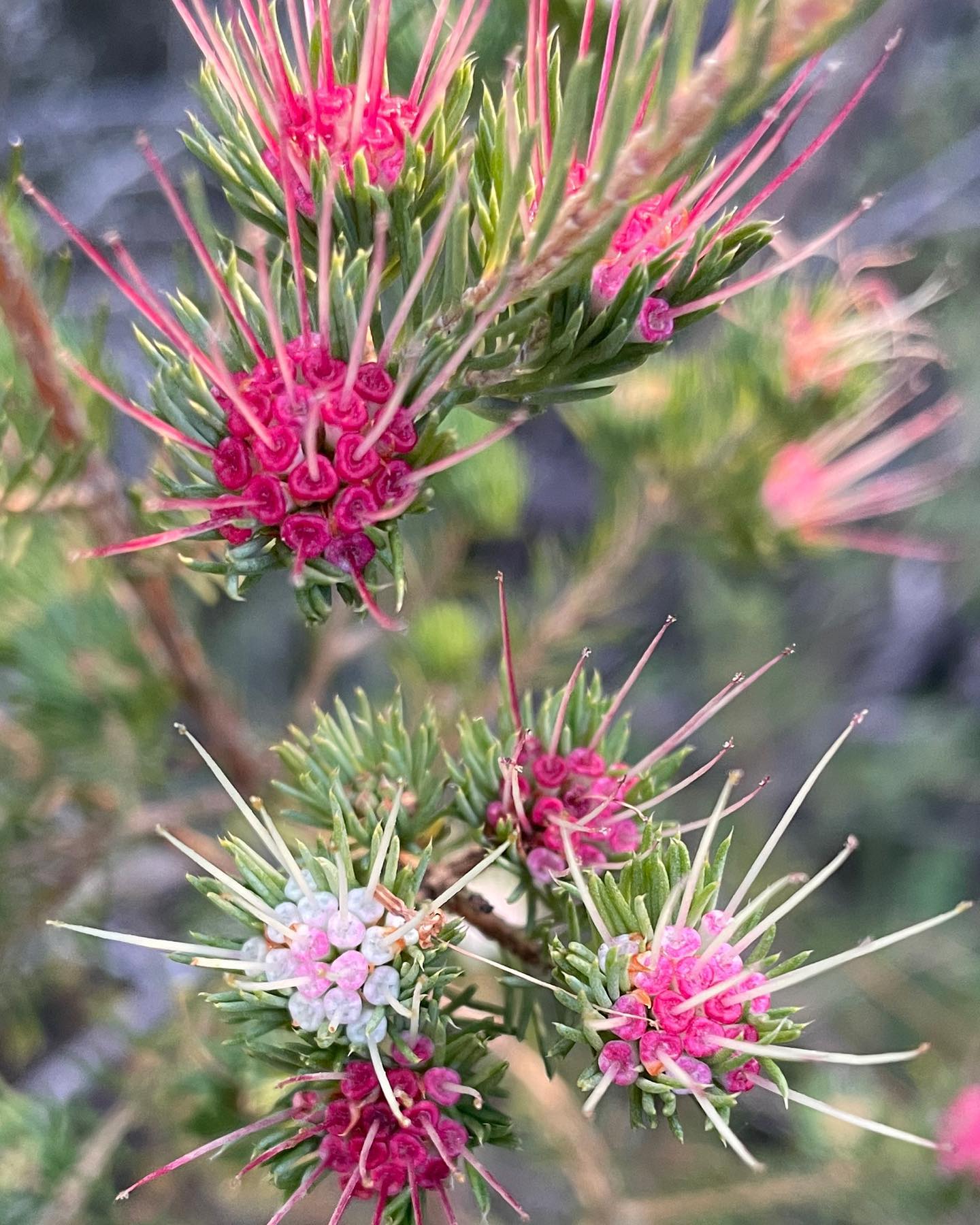 Adding colour to the garden with endangered native plants - ABC listen