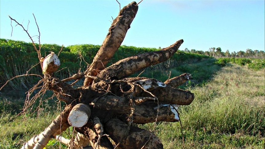 Ugly but amazing, the cassava excites investors - ABC News Ugly but amazing, the cassava excites investors - ABC News
