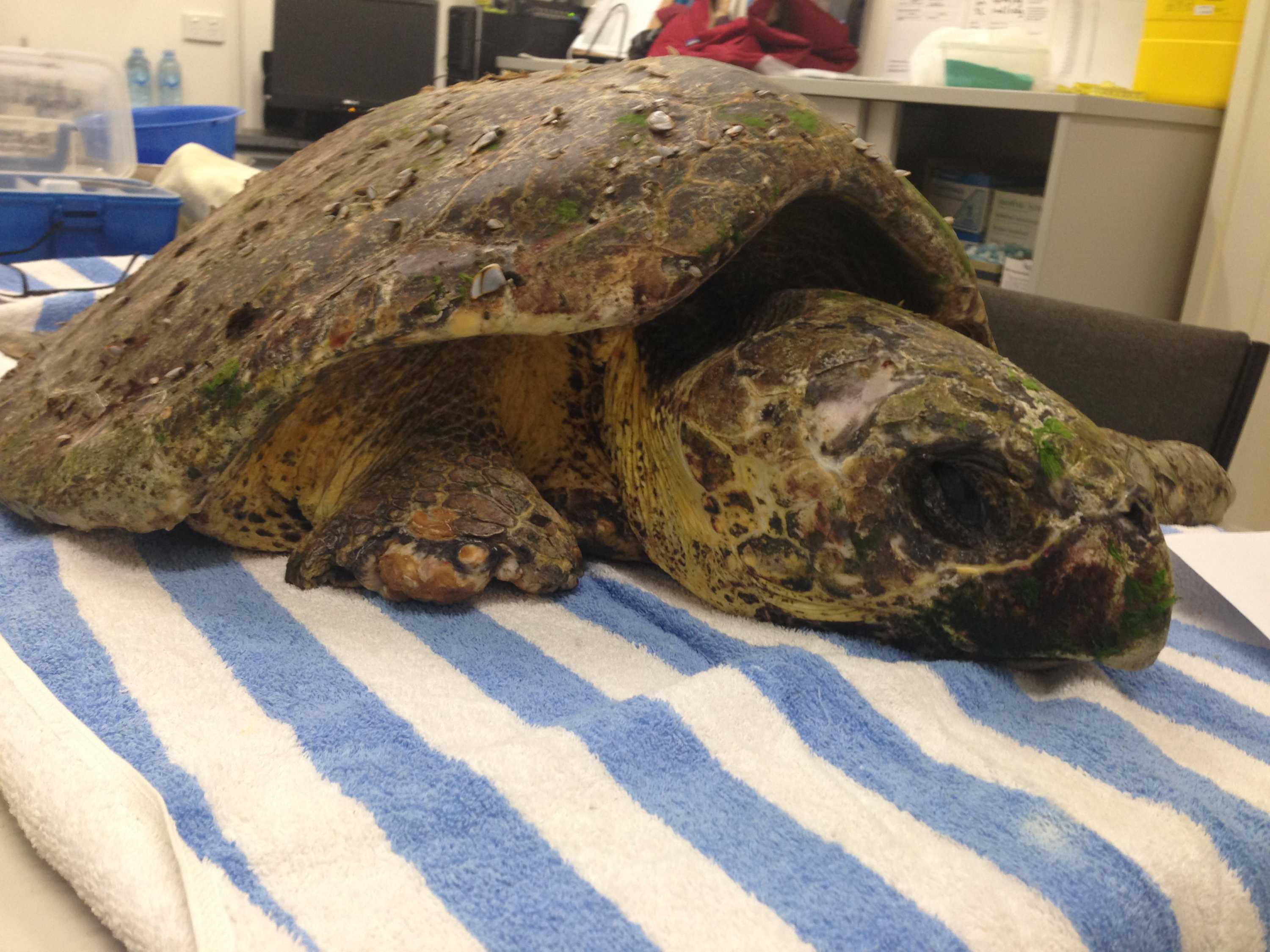 Endangered loggerhead turtle released back into wild after crocodile ...