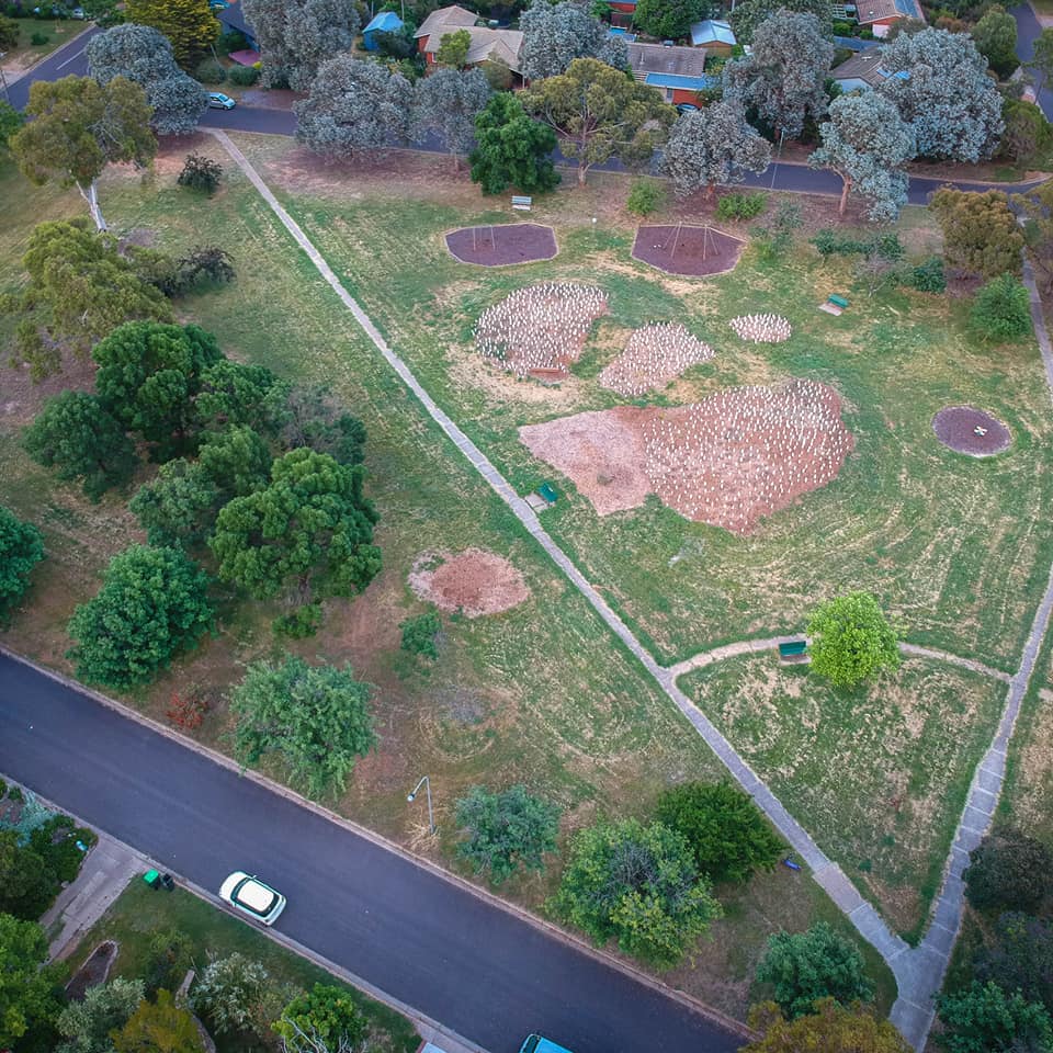 Micro-forests are growing in Canberra, offering hope to communities ...