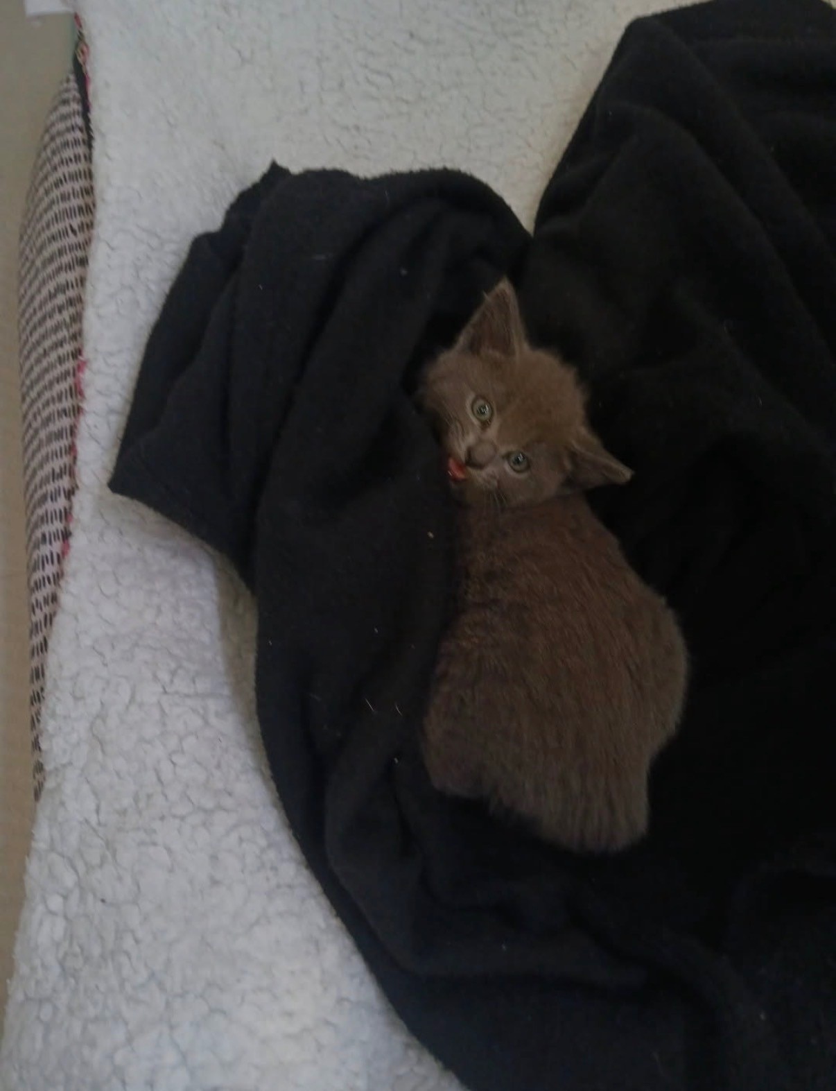 Kitten left for dead after being thrown from car finds new home with ...