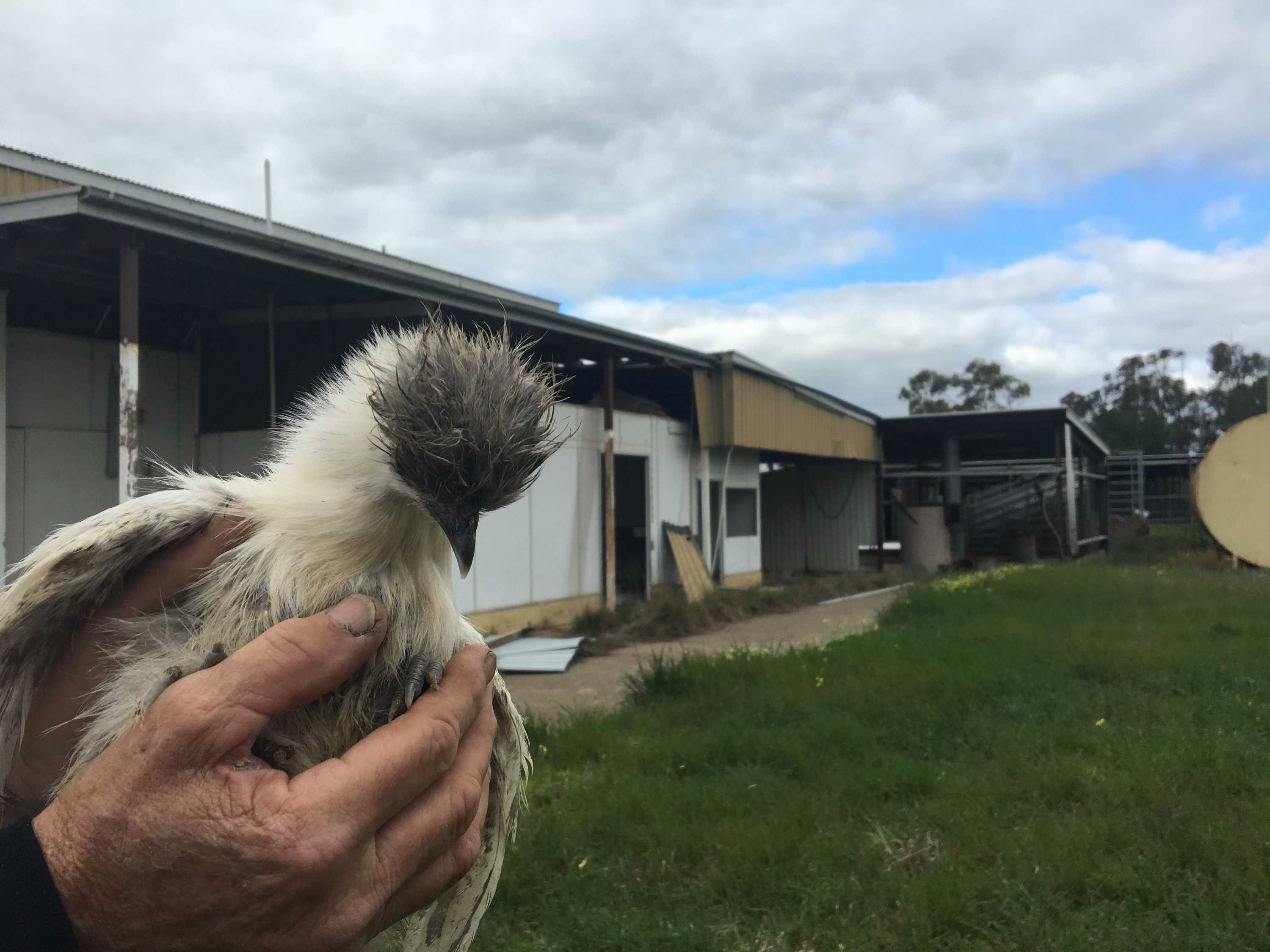 Black-skinned chicken breeders are developing genetics to entice ...