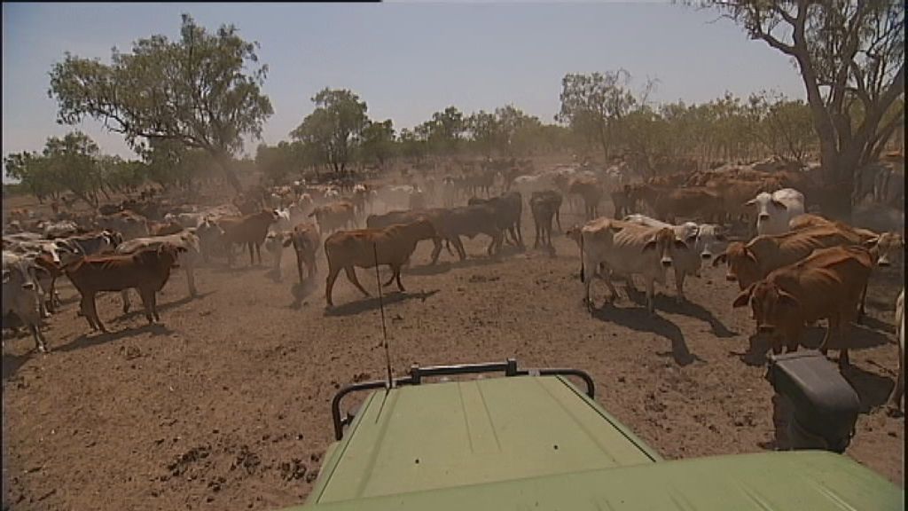 The state of northern Australia's cattle industry - ABC News