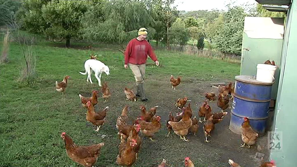 Free-range egg definition to be argued by ministers - ABC News