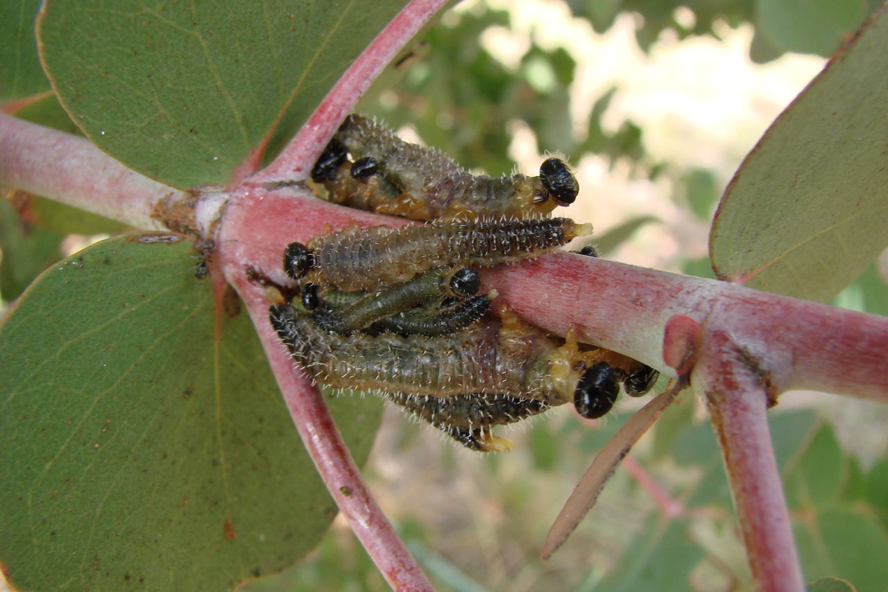 Annette's tips on how to control sawfly larve - ABC listen