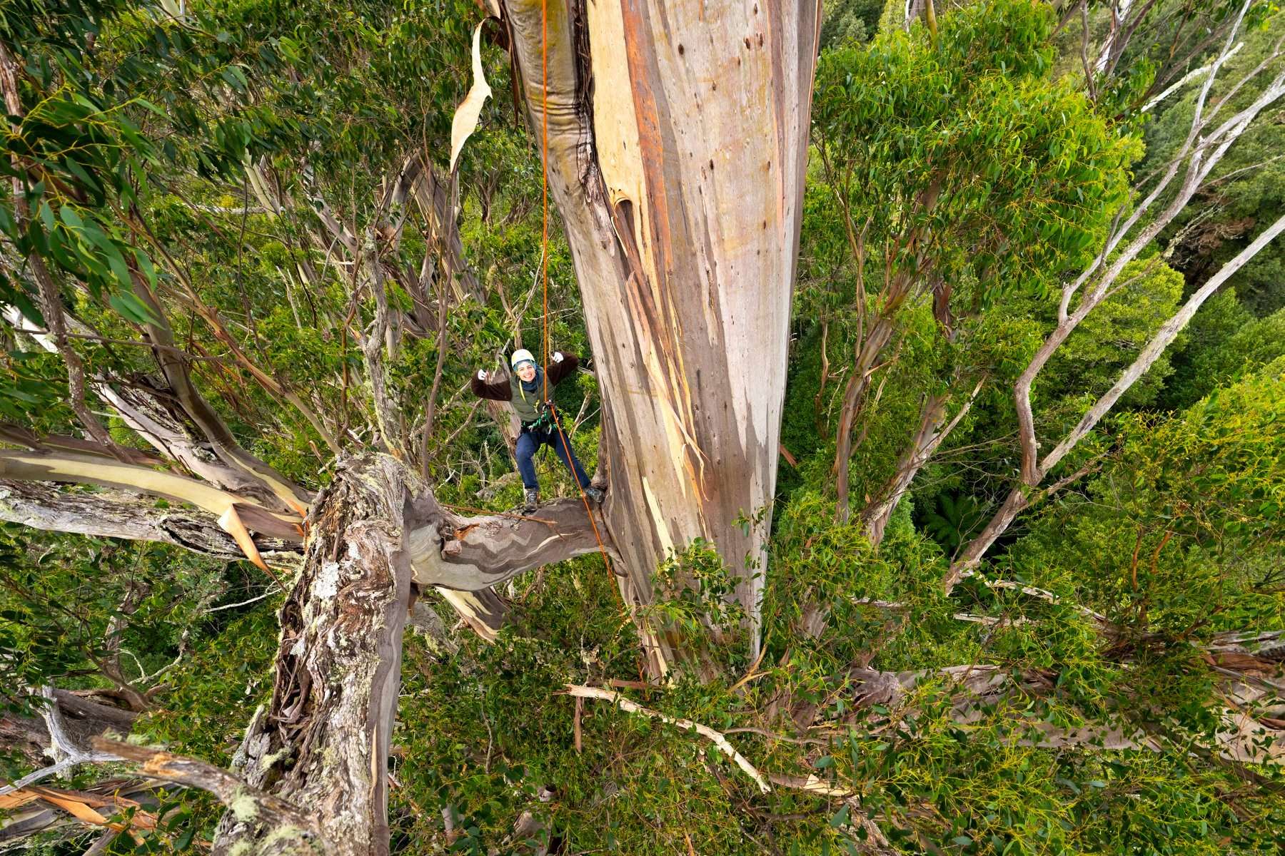 New project aims to help visitors find and visit Australia's tallest ...