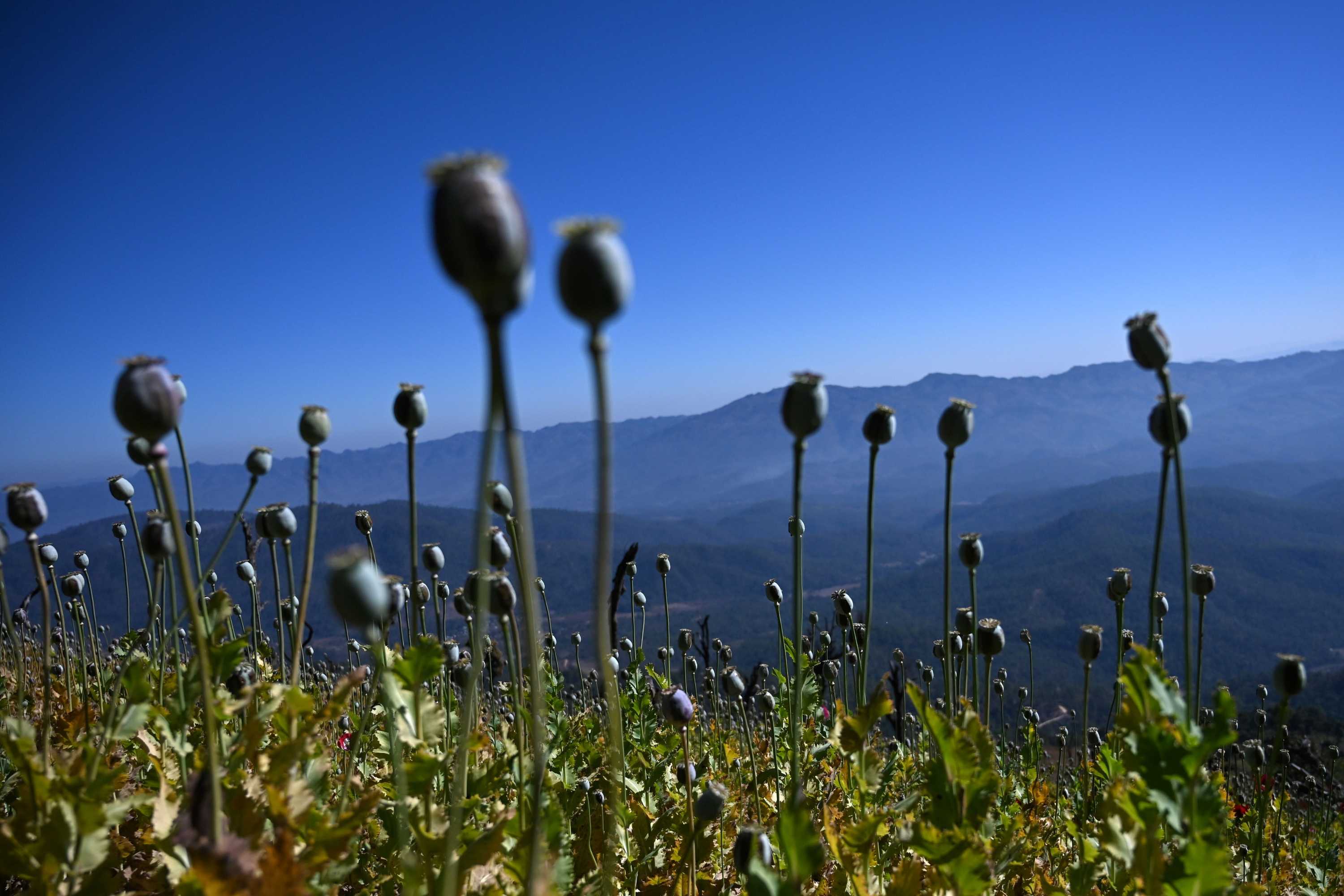 Opium growers switch to solar power - ABC listen