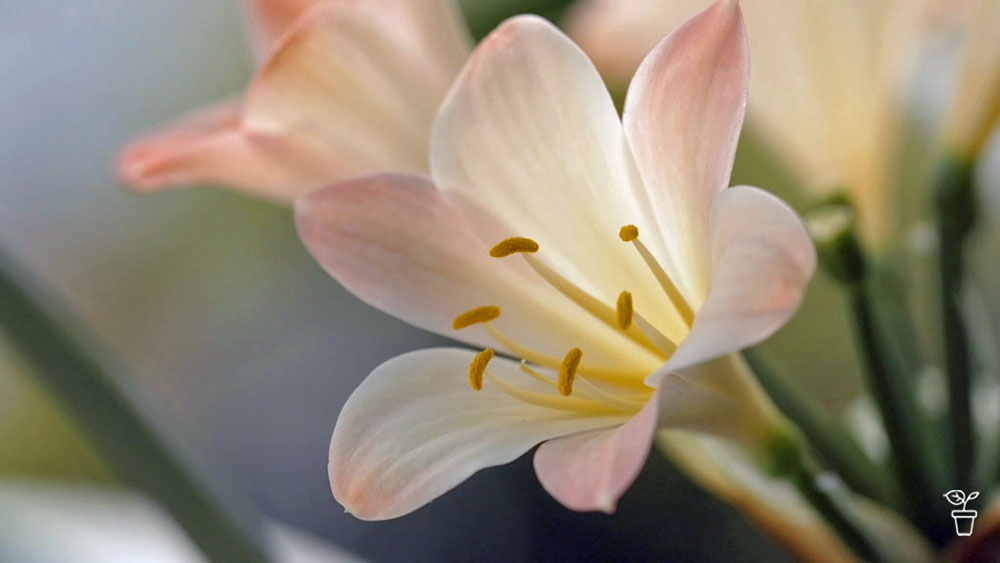 King of Clivias - Gardening Australia