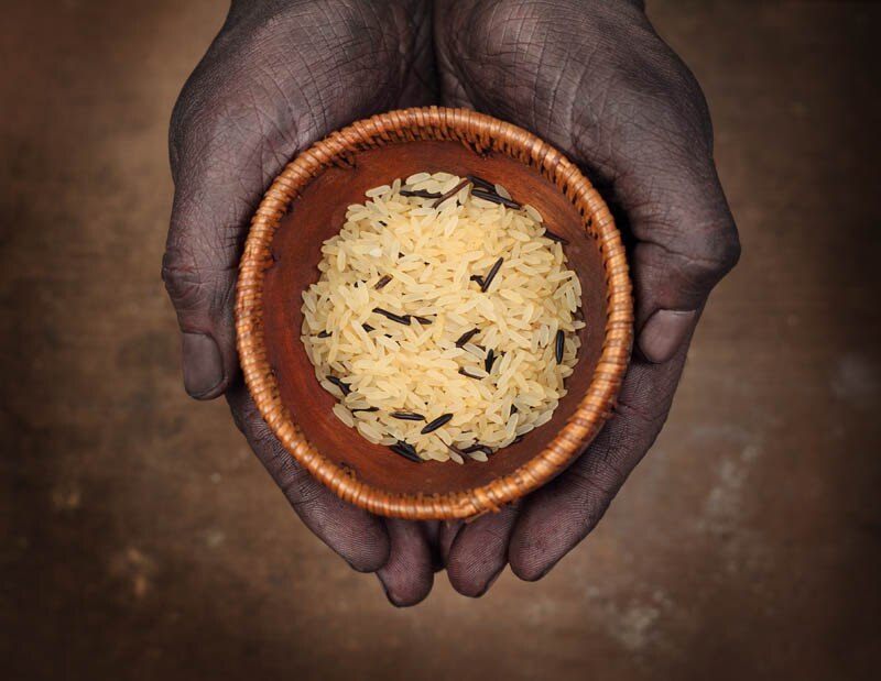 Australian wild rice could hold key to global food security - ABC Radio ...