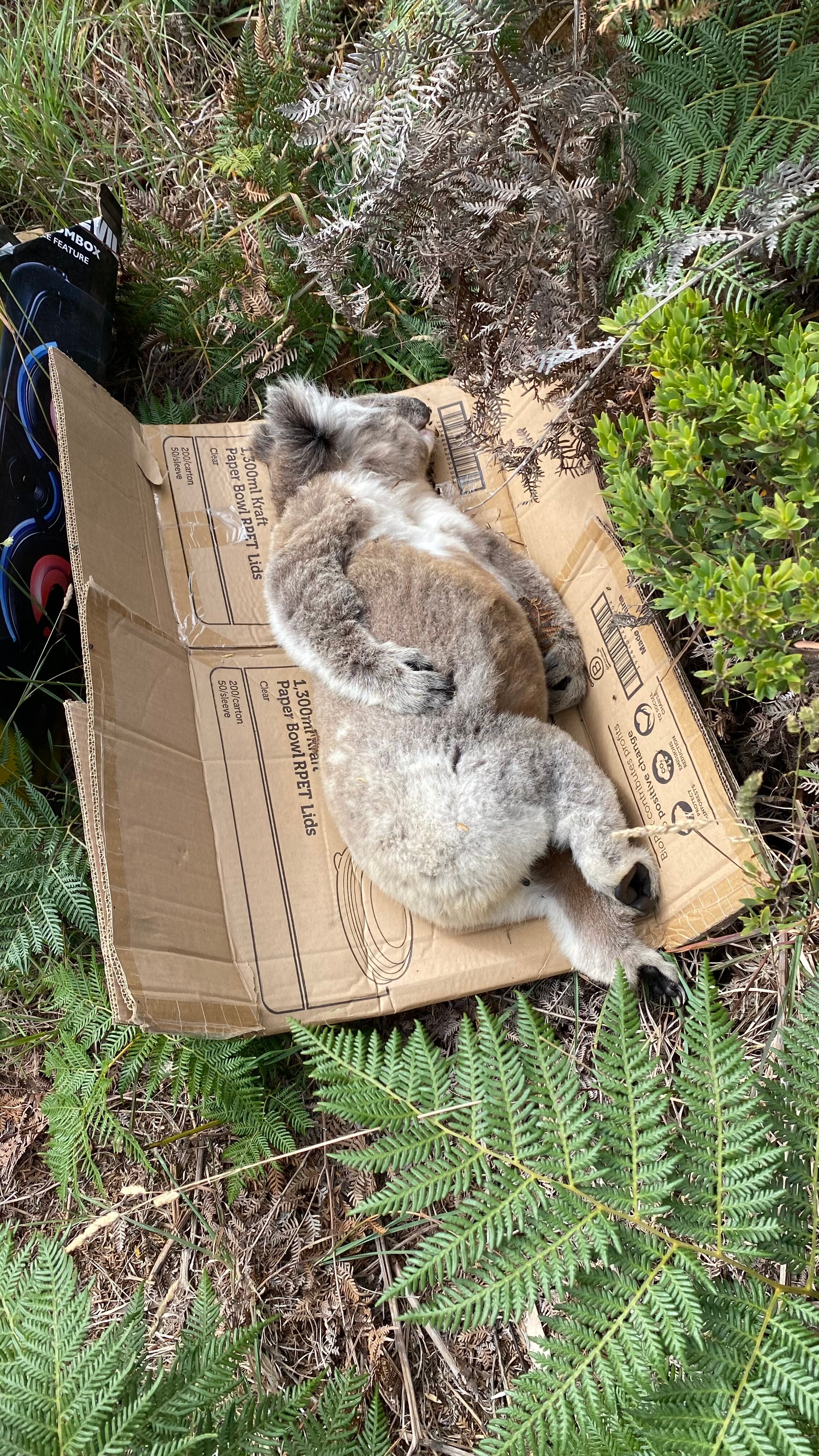 Enquiries underway into koala bodies dumped on a roadside in Victoria's ...