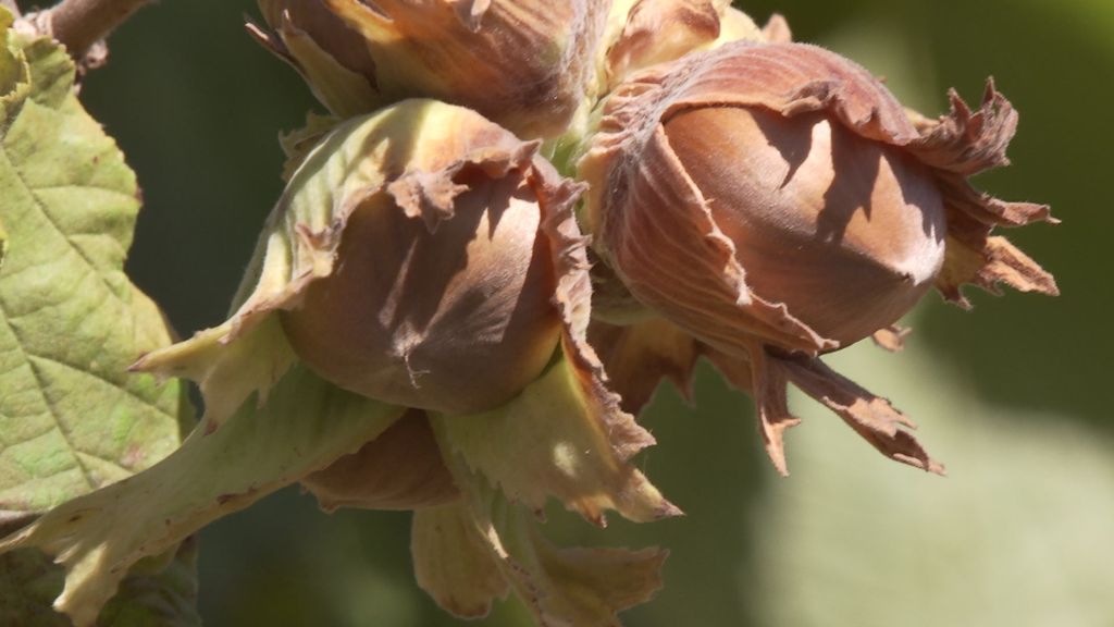 Going Nuts: Australia's hazelnut industry experiencing a growth spurt ...