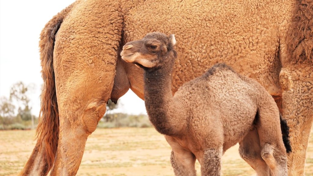 Baby camel gets a historic name to honour Afghan pioneers - ABC News