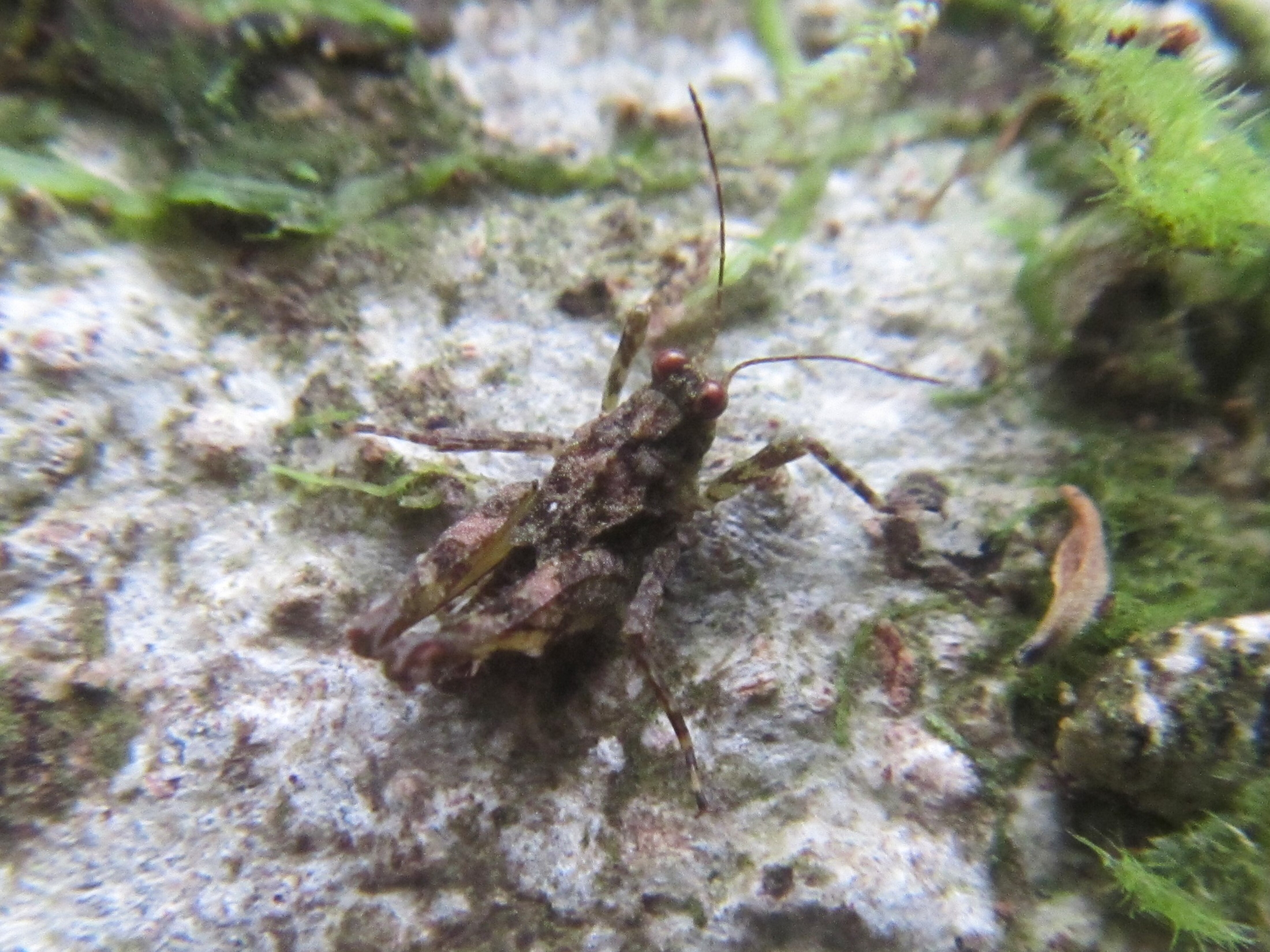 Ultra-rare 'punk ant' with Sid Vicious-like mohawk photographed in Far ...
