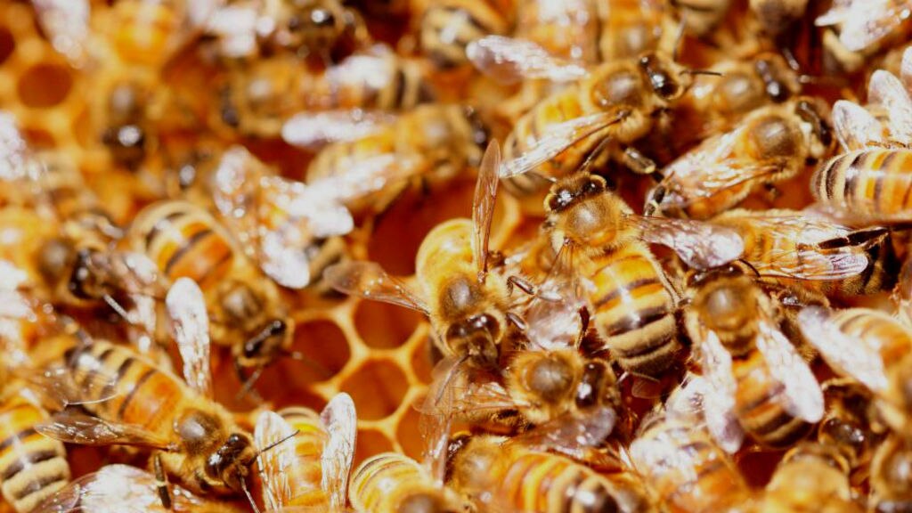 New study warns of global insect extinction - ABC Radio