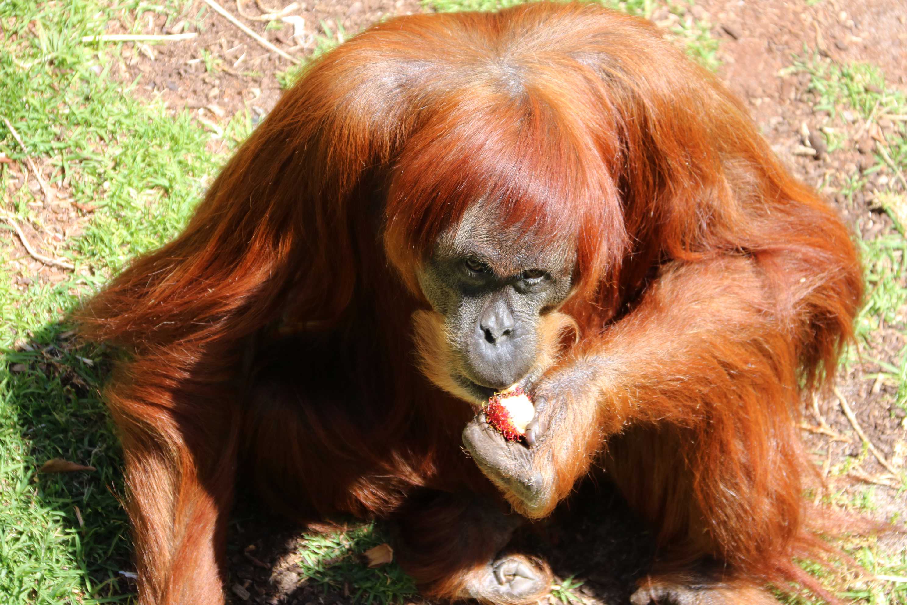 Puan the grumpy Perth orangutan is declared world's oldest - ABC News