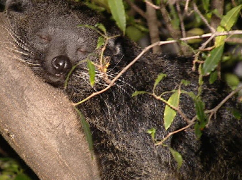 Bearcat back in zoo after overnight escape - ABC News