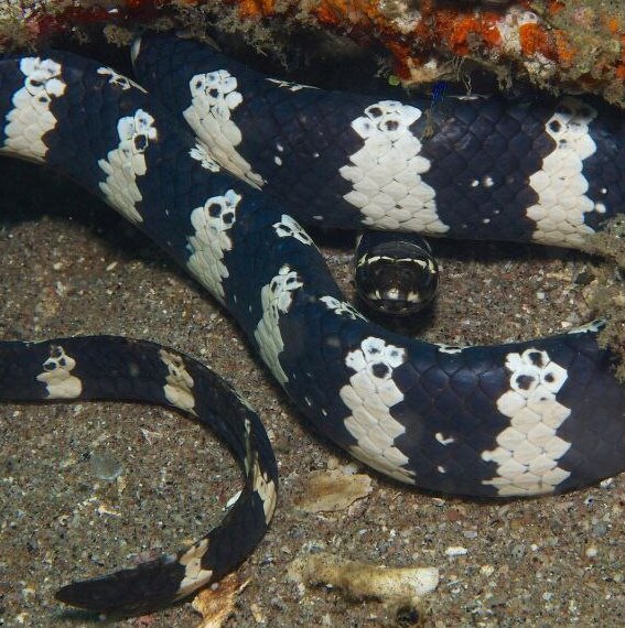 Scientist on a mission to learn more about this 'cute' and 'mysterious ...