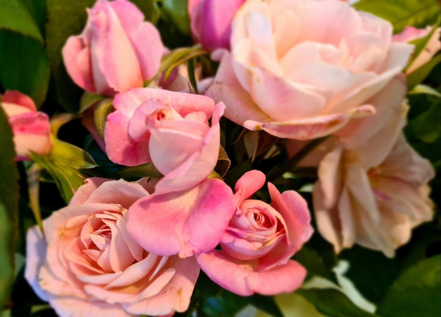 Trim roses like a prize winner - ABC Adelaide