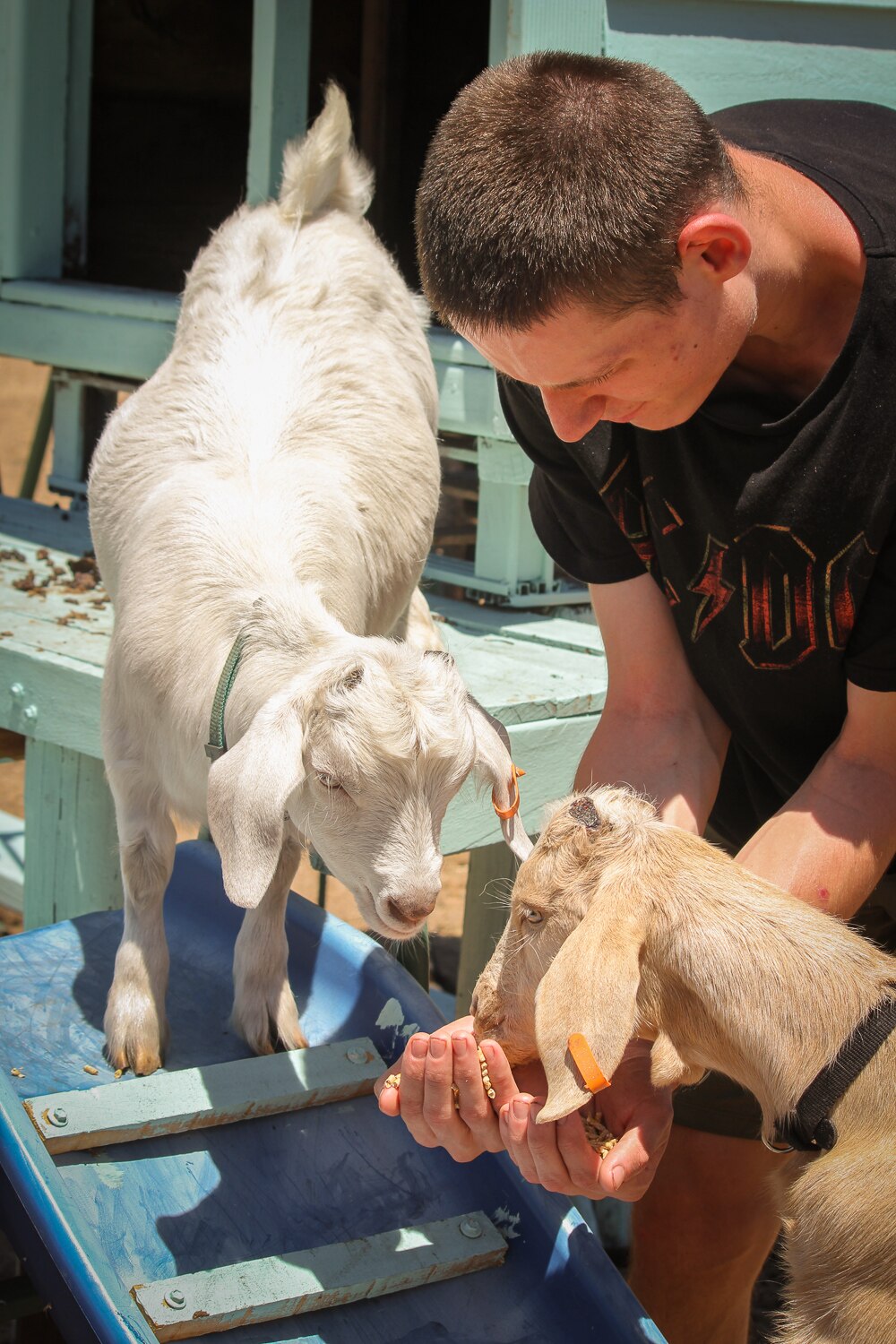 Miniature farm animals helping children and teenagers living with ...