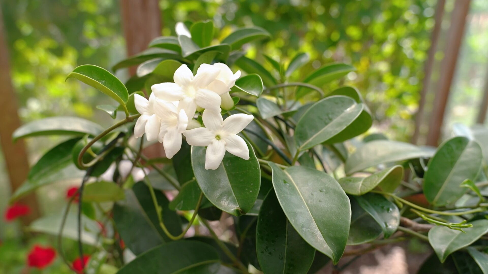 Plant night-flowering plants to feed nocturnal pollinators - ABC News
