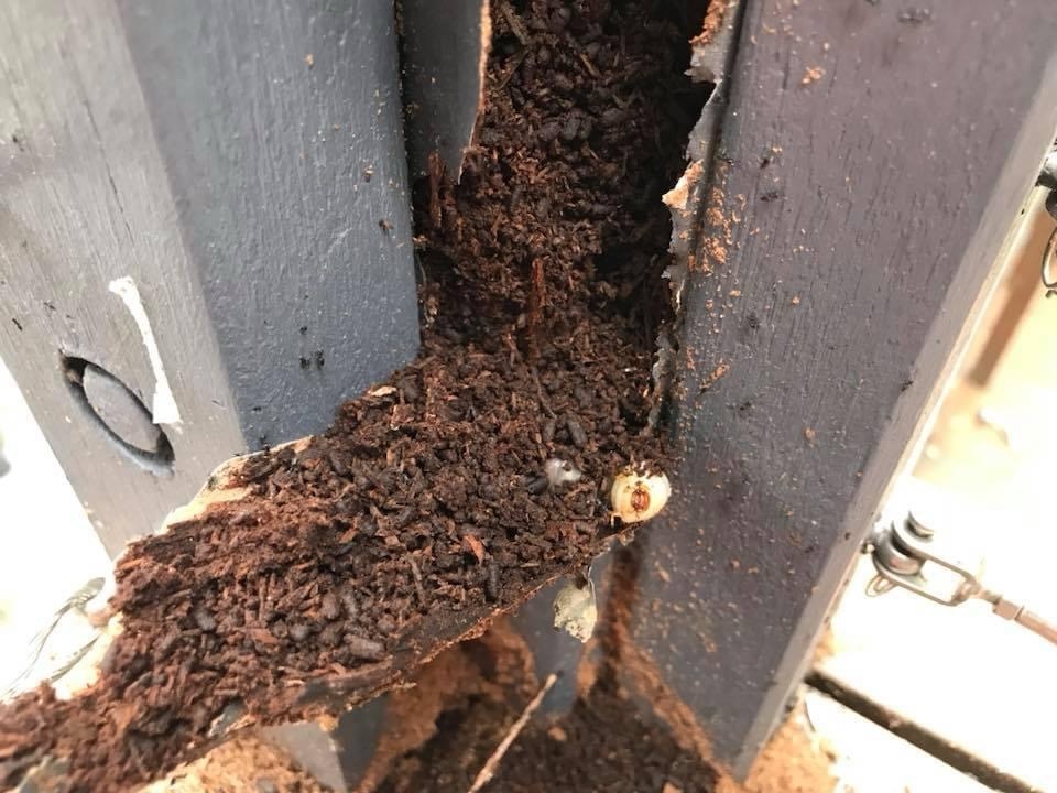 Timber-loving pests are on the move. So what are borers? And how can ...