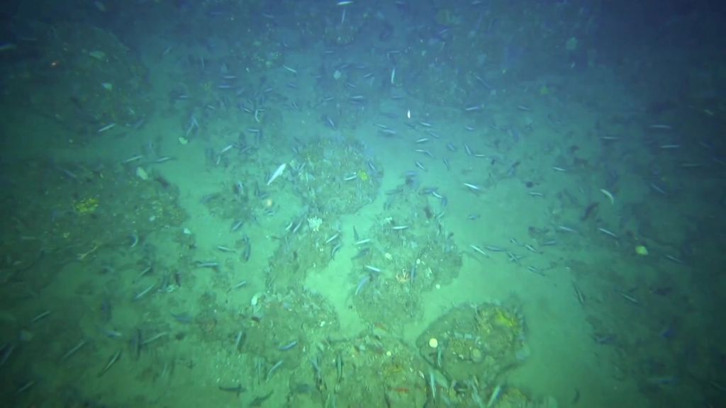 Underwater Canyon Global Analysis Of Submarine Canyons May Shed Light