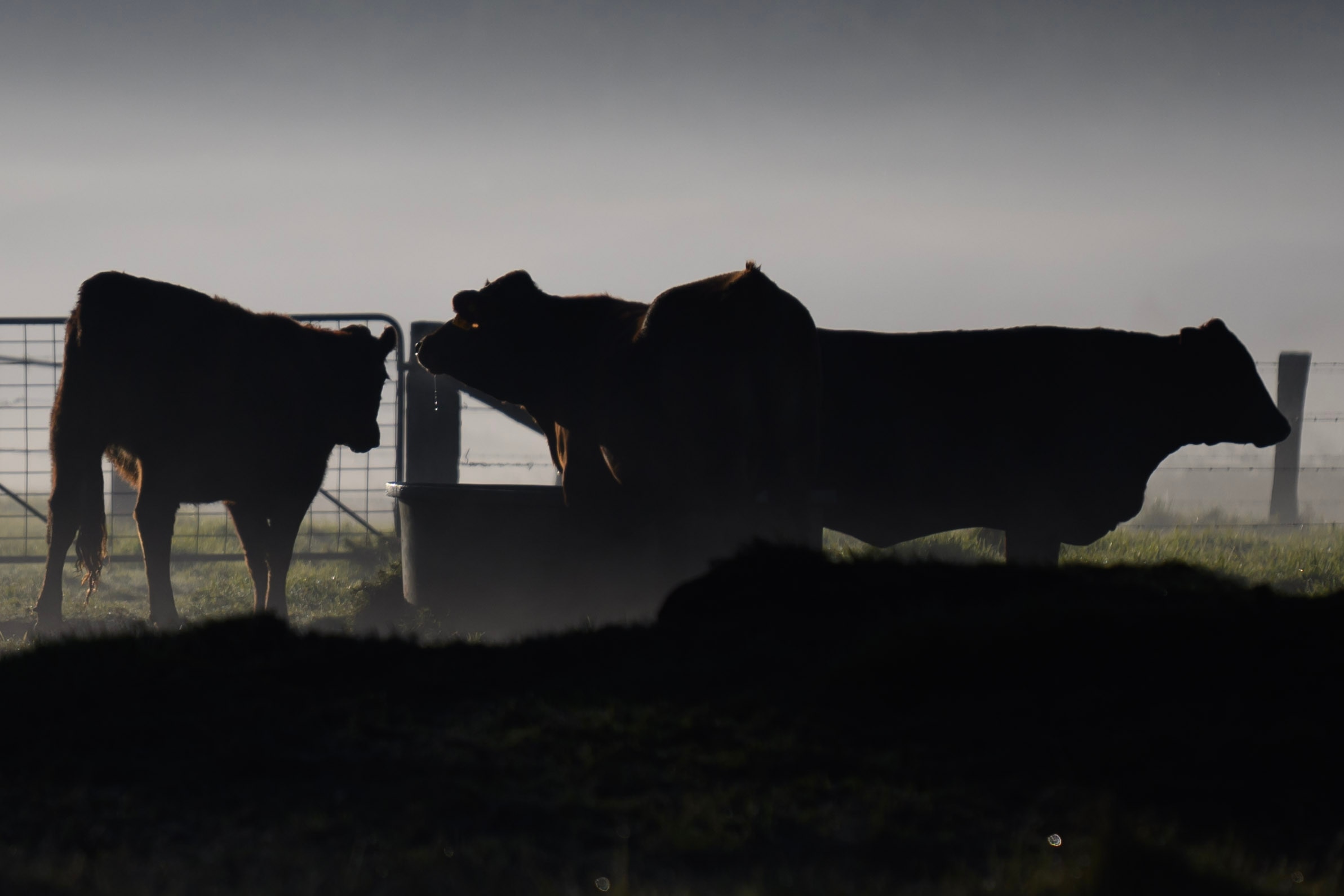 Cattle company inadvertently tipped off Queensland DPI to biosecurity ...