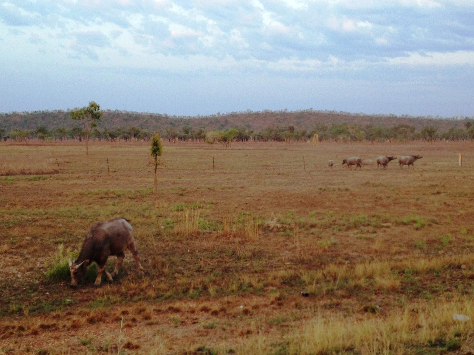 Both a pest and icon: A brief history of the buffalo in the Top End ...