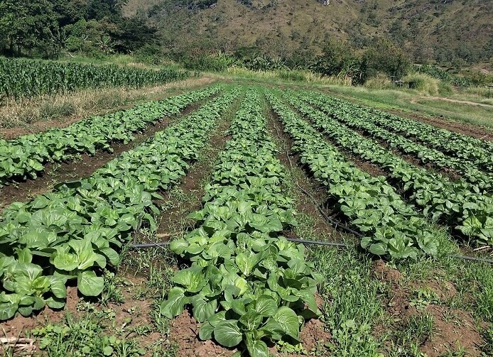 Grow Hariap fertiliser kamapim gutpla kaikai long PNG - ABC News