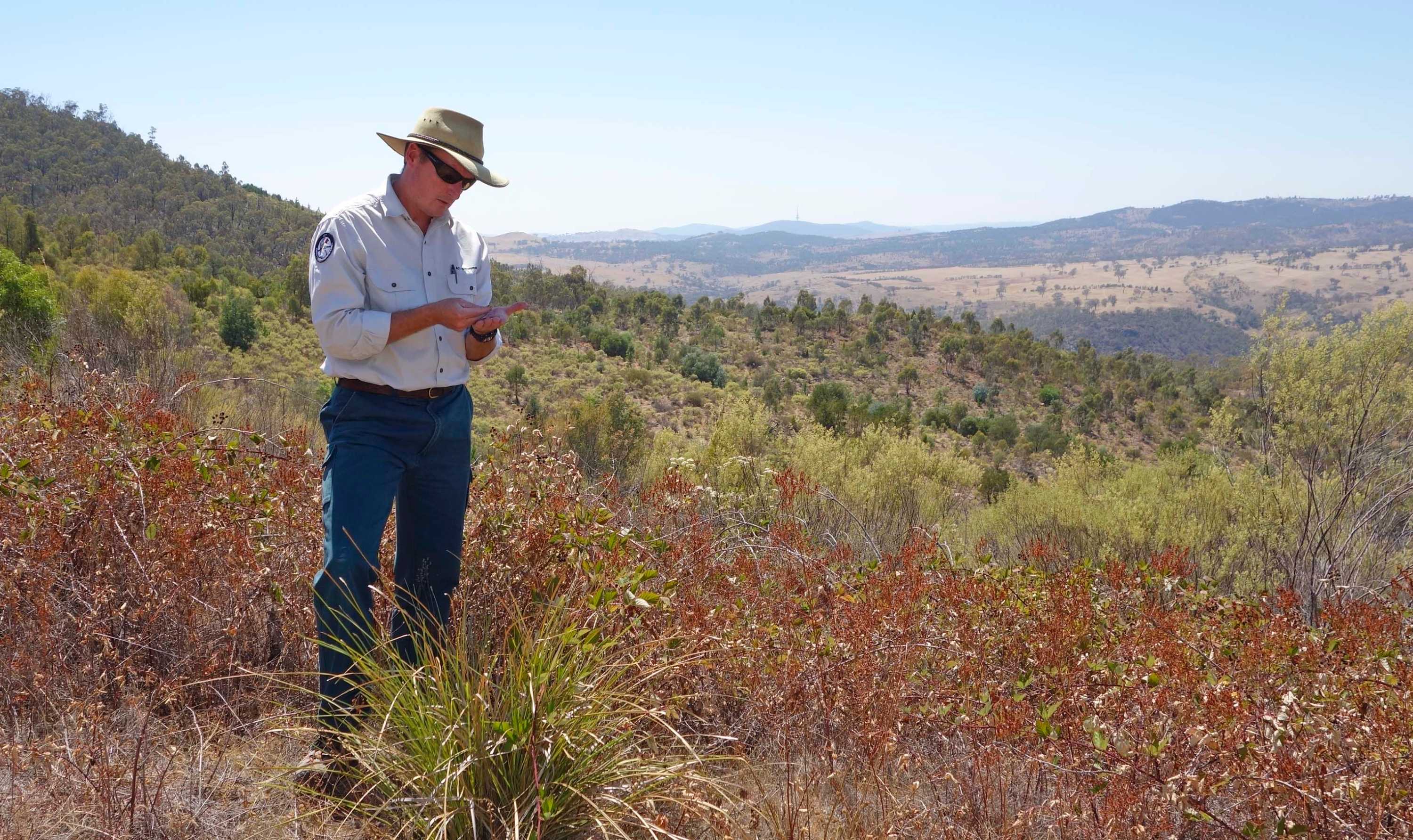 ACT Government uses high-tech tools to tackle invasive weeds in the ...