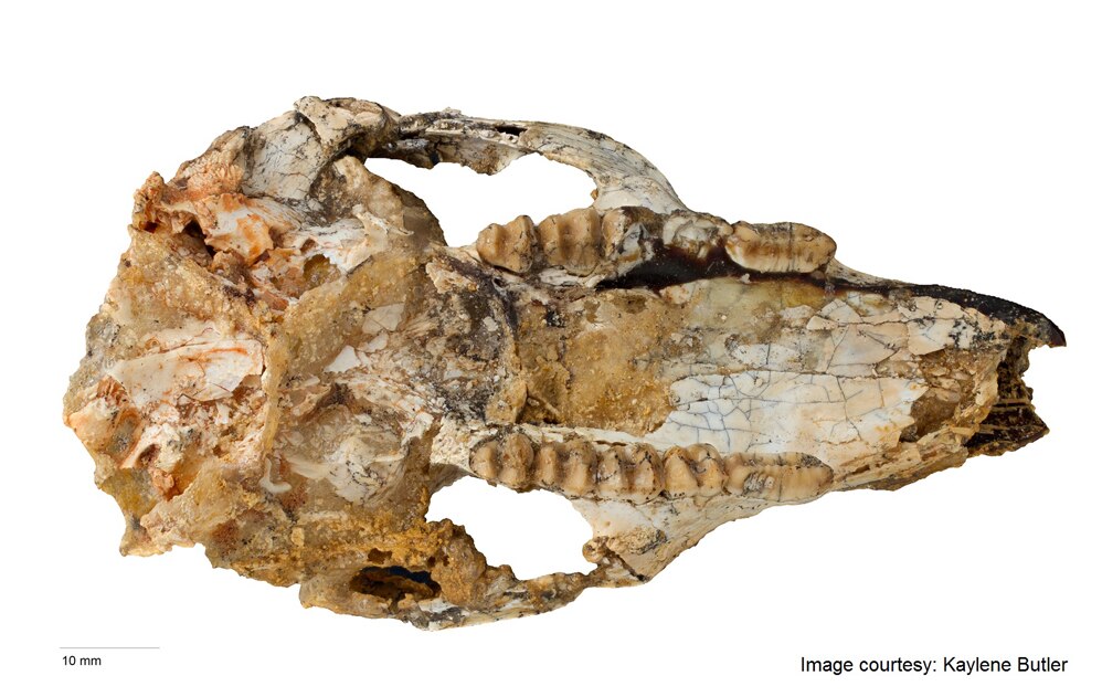 Newly discovered non-hopping ancient kangaroo might be long-lost cousin ...