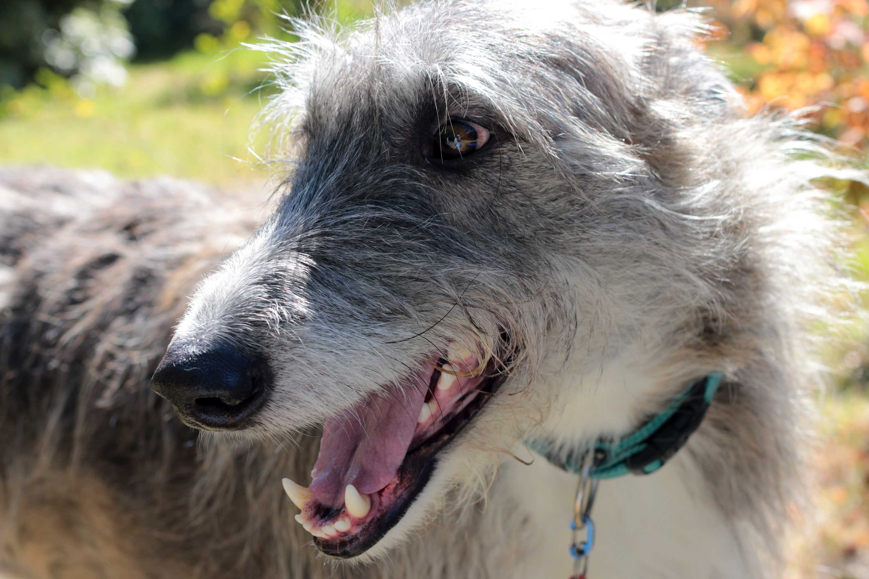 Dogs and children, under one roof - ABC listen