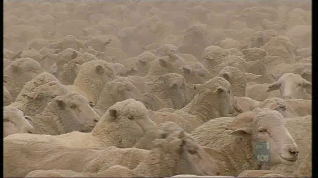 Sheep Back - ABC News
