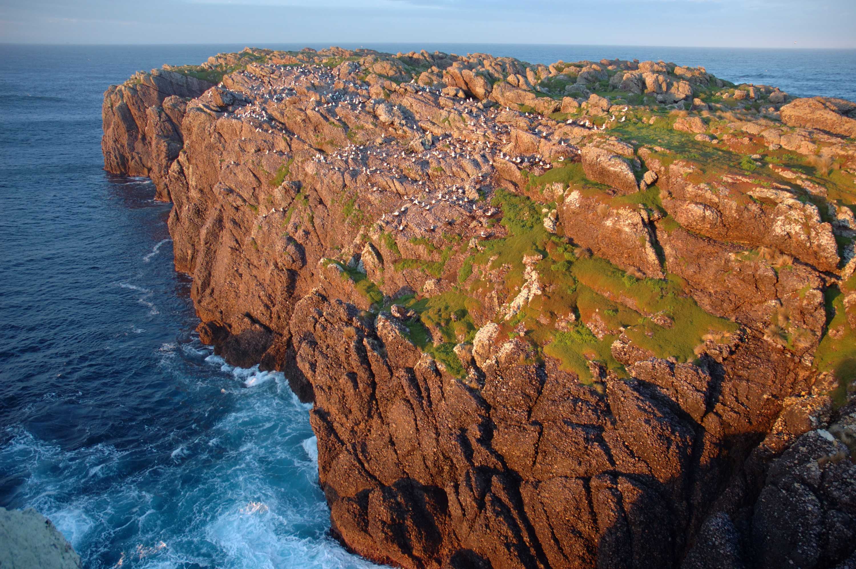 Artificial nests airlifted to boost shy albatross breeding on Tasmanian ...
