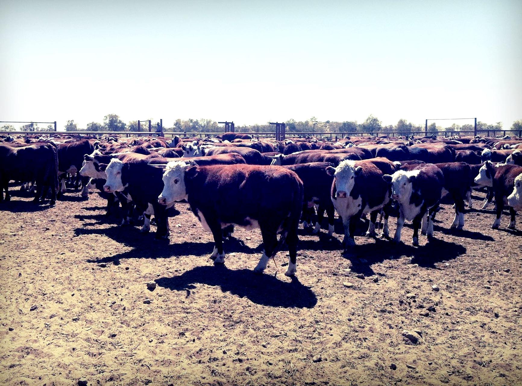 Foreign capital needed to reinvigorate WA beef - ABC News