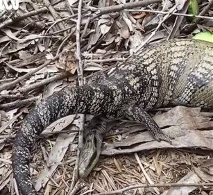 A blue-tongued lizard's mind blowing birth - ABC listen