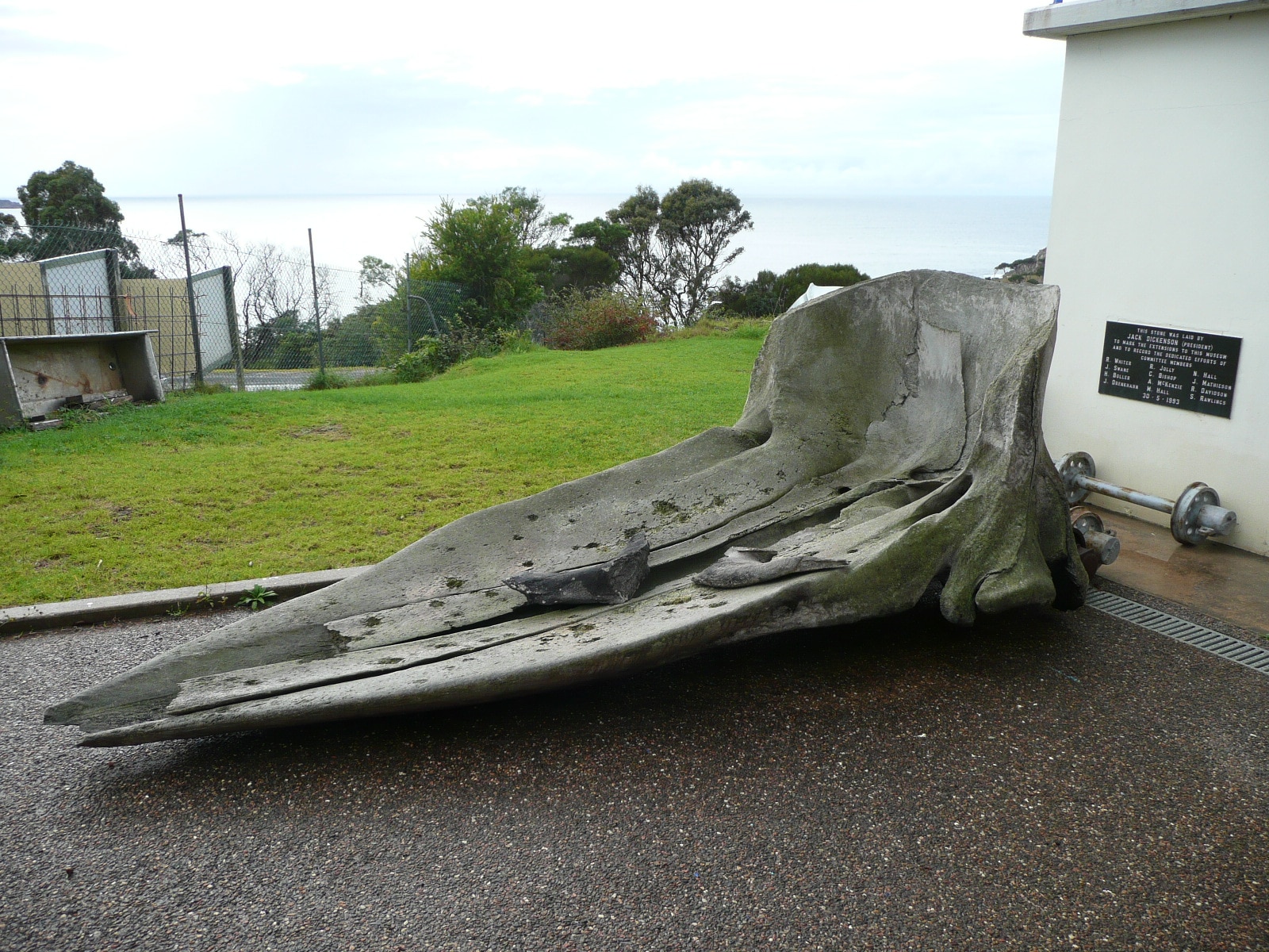 Eden Killer Whale Museum shocked by theft of sperm whale skull - ABC News