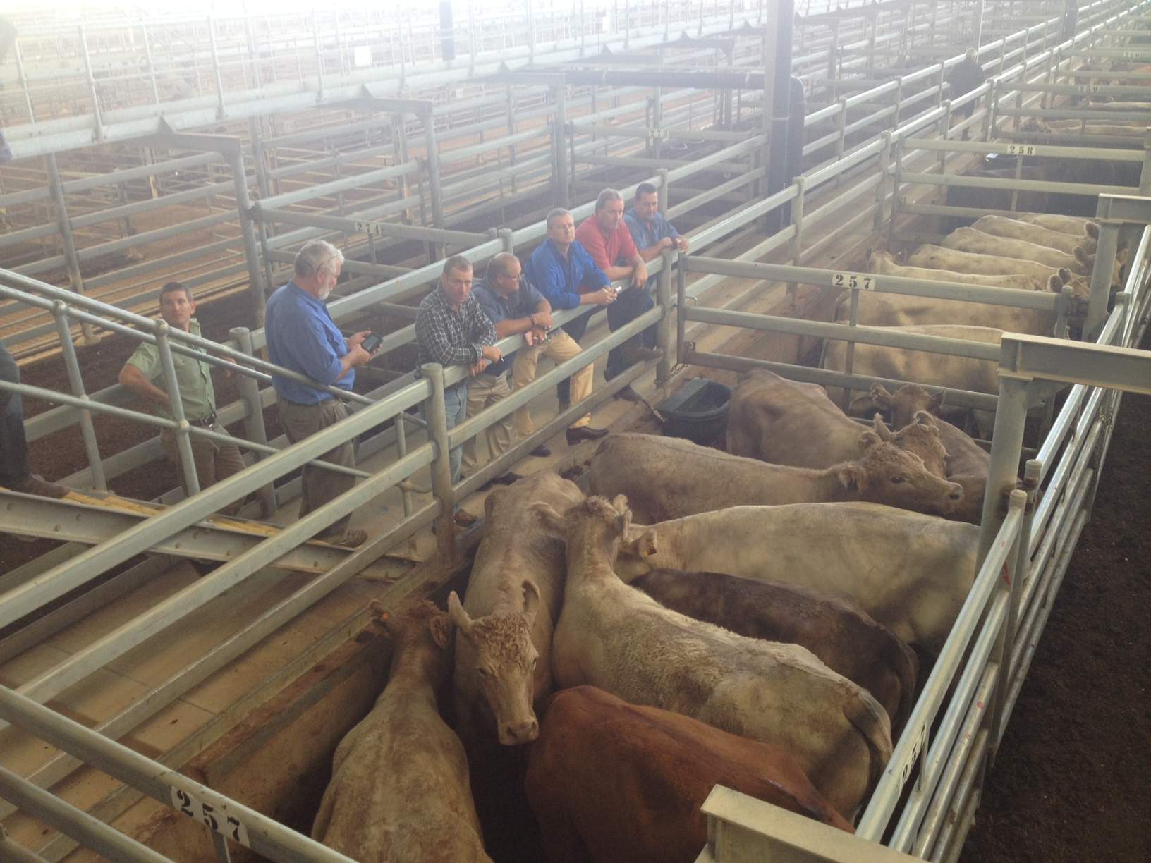 Major staff changes at the Muchea livestock selling centre in Western ...