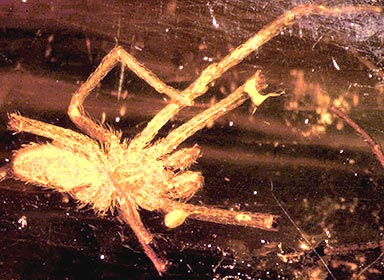 Prehistoric spider find sparks 'Jurassic Park' hopes - ABC News