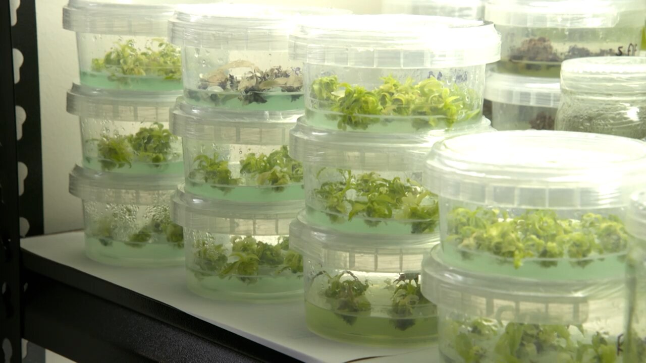 This tropical indoor plant collector has turned his lounge into a ...