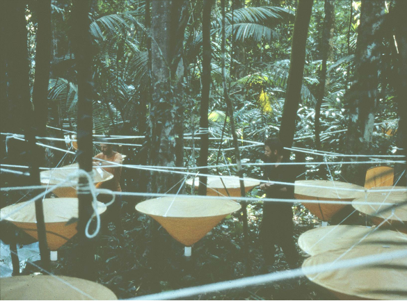 Canopy science: Discovering the 'eighth continent' in the treetops ...