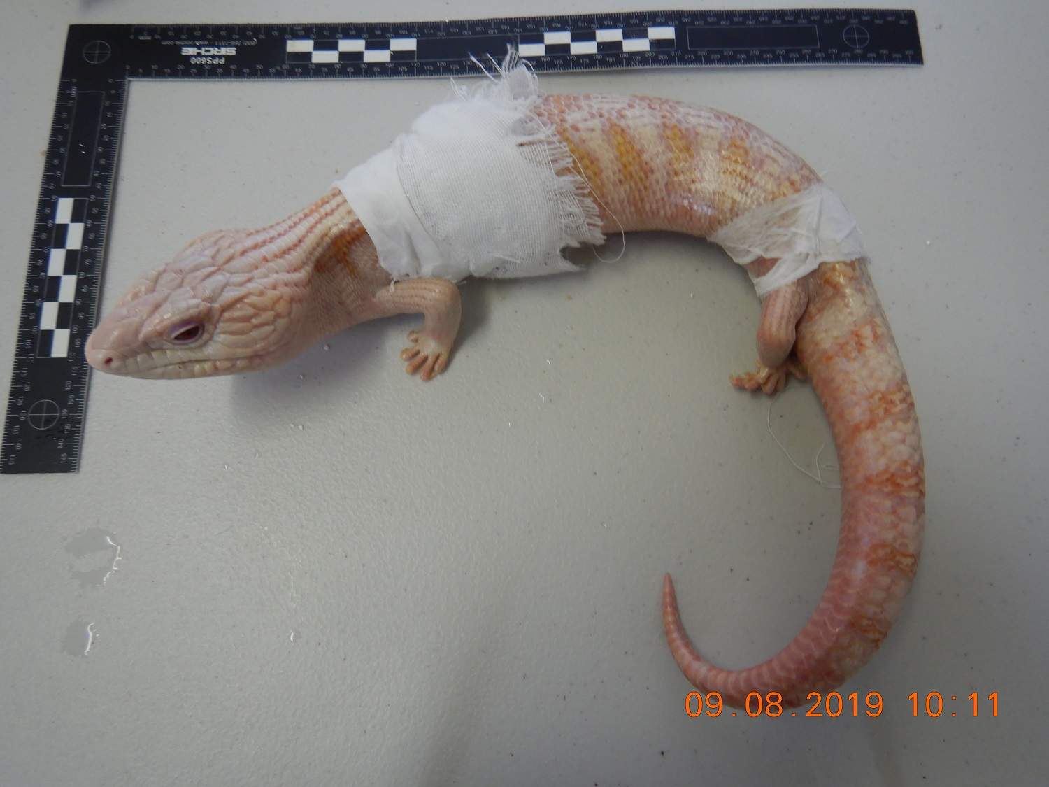 Australian lizards destined for Chinese black market found in rice ...