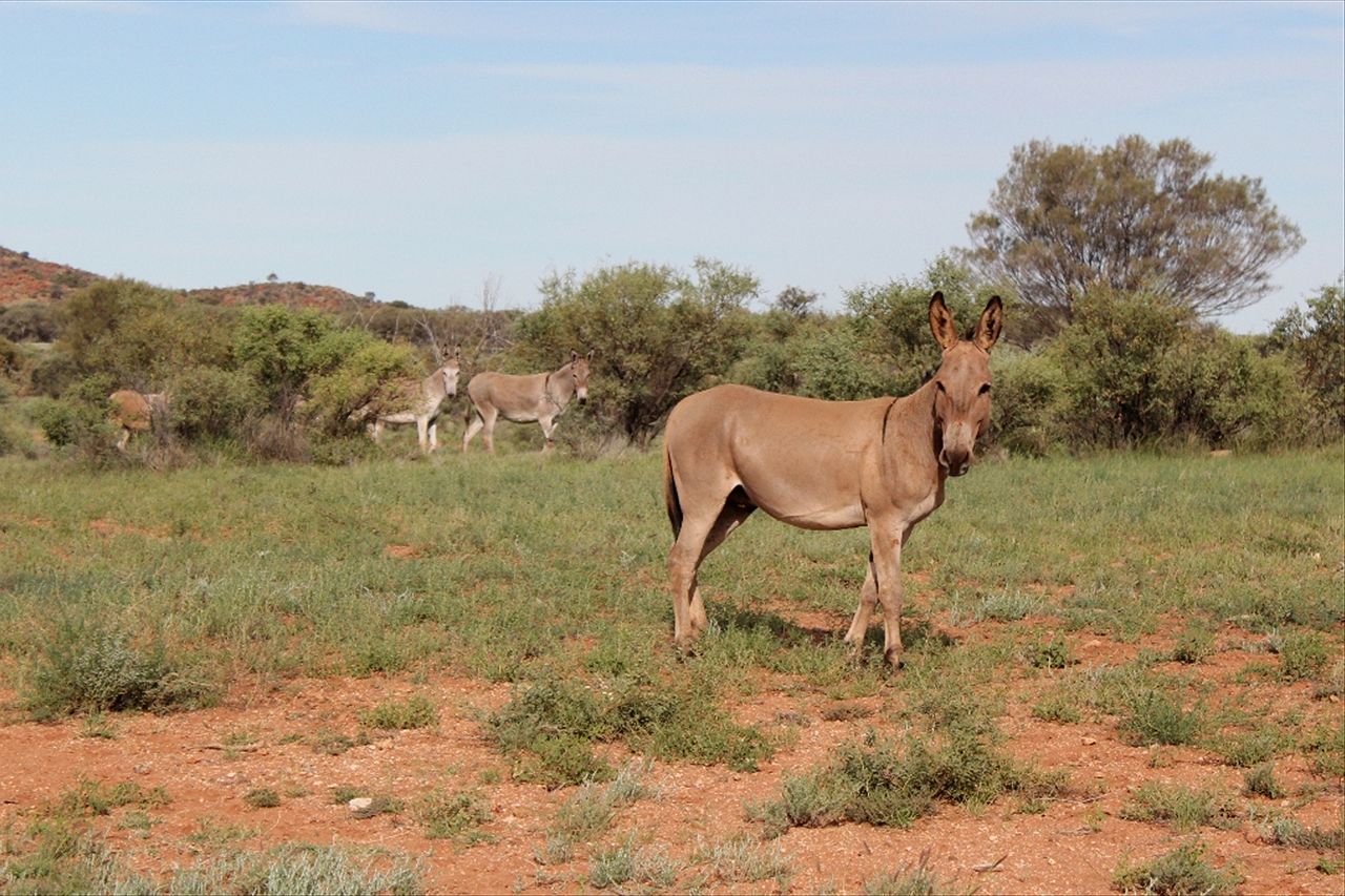 Donkeys being destructive in outback SA - ABC News